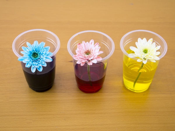 How To Dye Flowers With Food Coloring ActivityBox